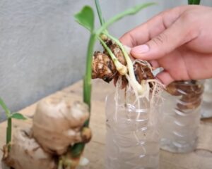 Ginger in Water: Can You Really Grow It Indoors? - Complete Gardening
