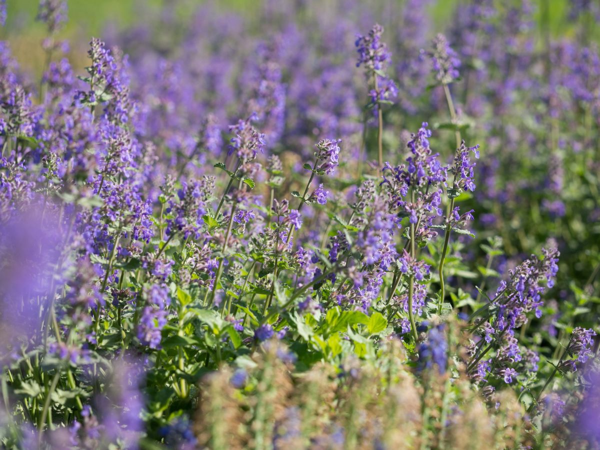 No Deadheading Required: 20 Effortless Flowers for Your Garden ...