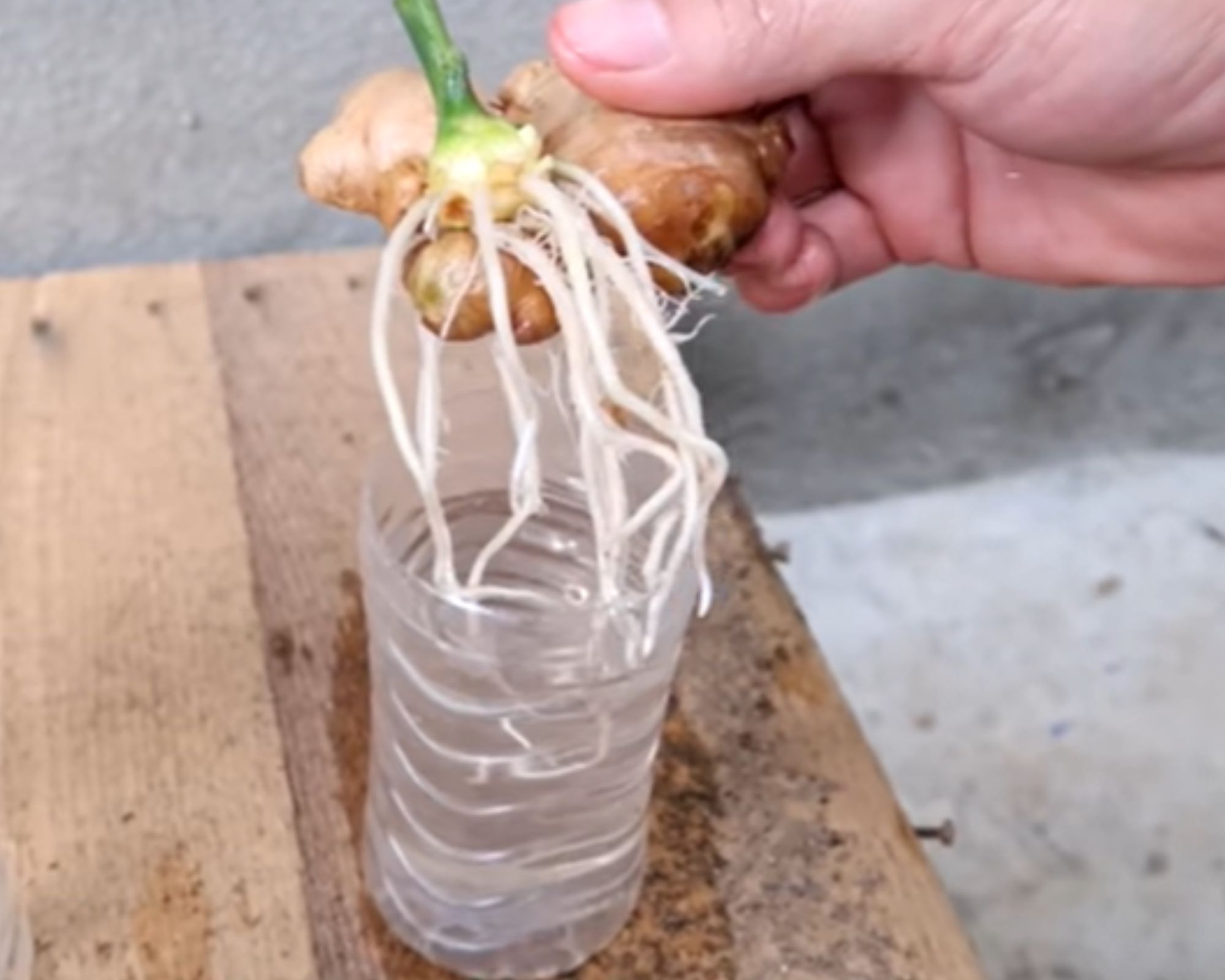 Ginger in Water: Can You Really Grow It Indoors? - Complete Gardening