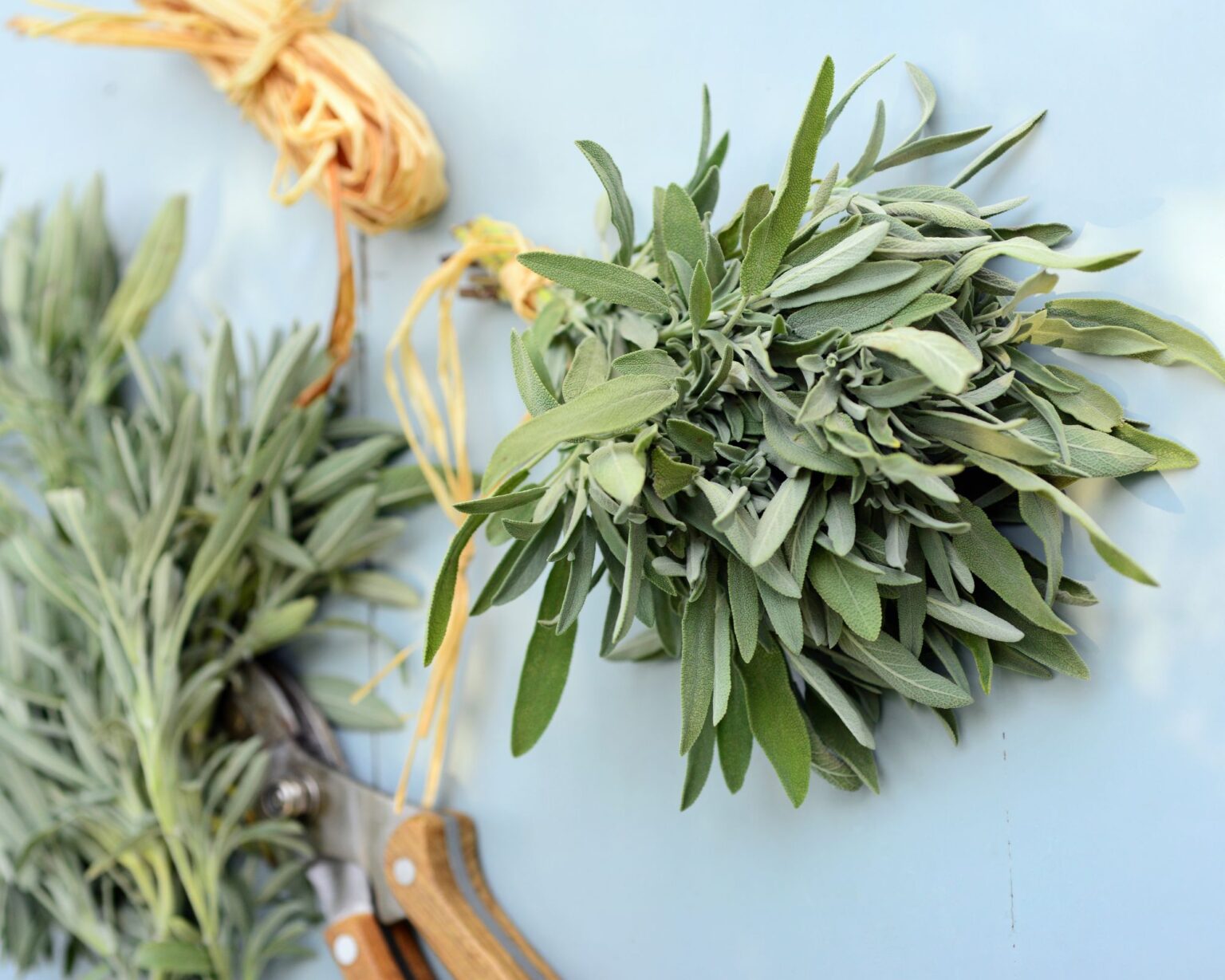 Is Your Sage Ready to Harvest? When and How to Do It Right - Complete ...