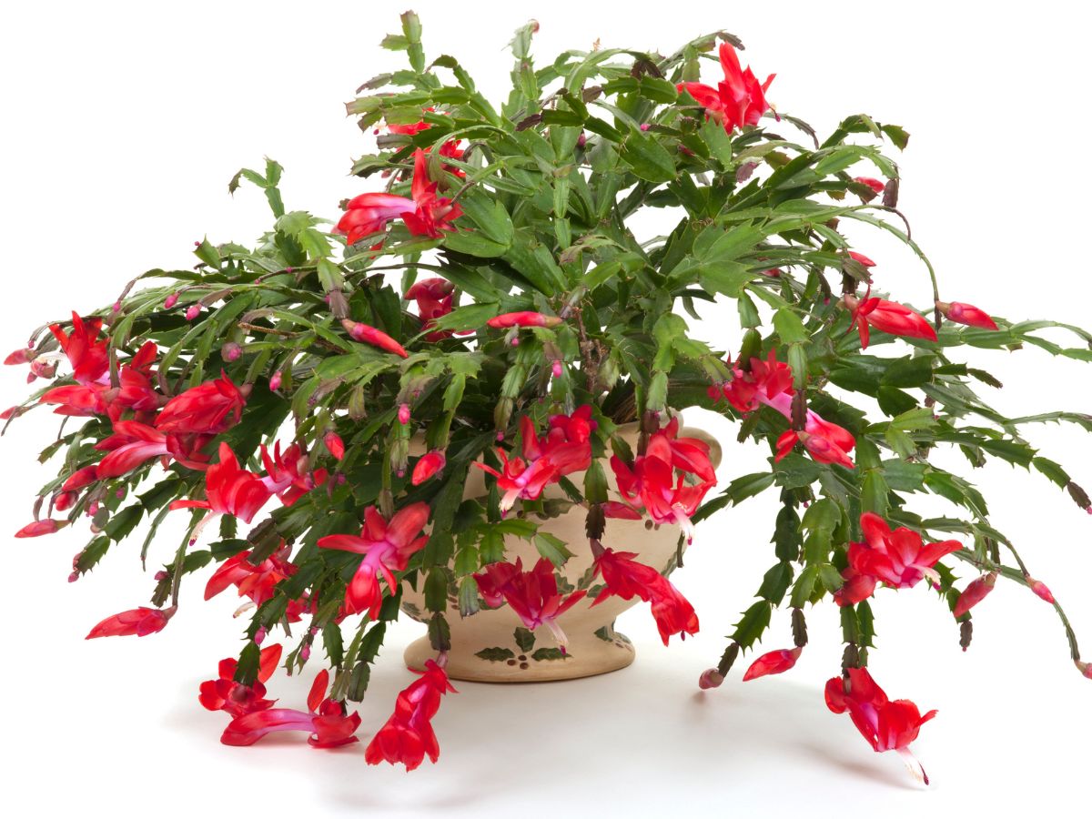 Discover the Different Christmas Cactus Varieties: Which One Suits You ...