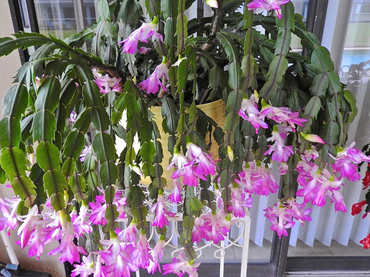 Discover the Different Christmas Cactus Varieties: Which One Suits You ...
