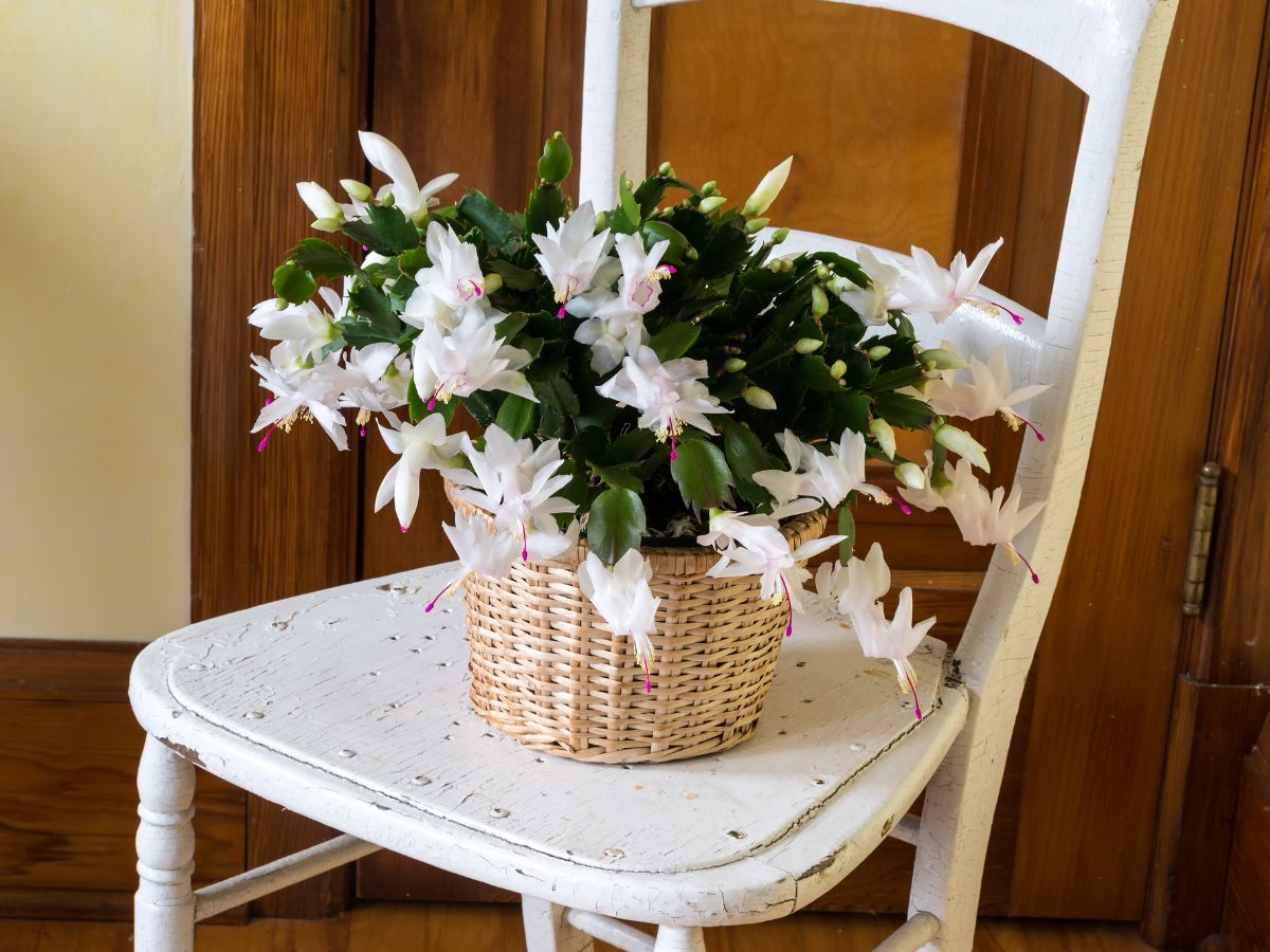 Discover the Different Christmas Cactus Varieties: Which One Suits You ...