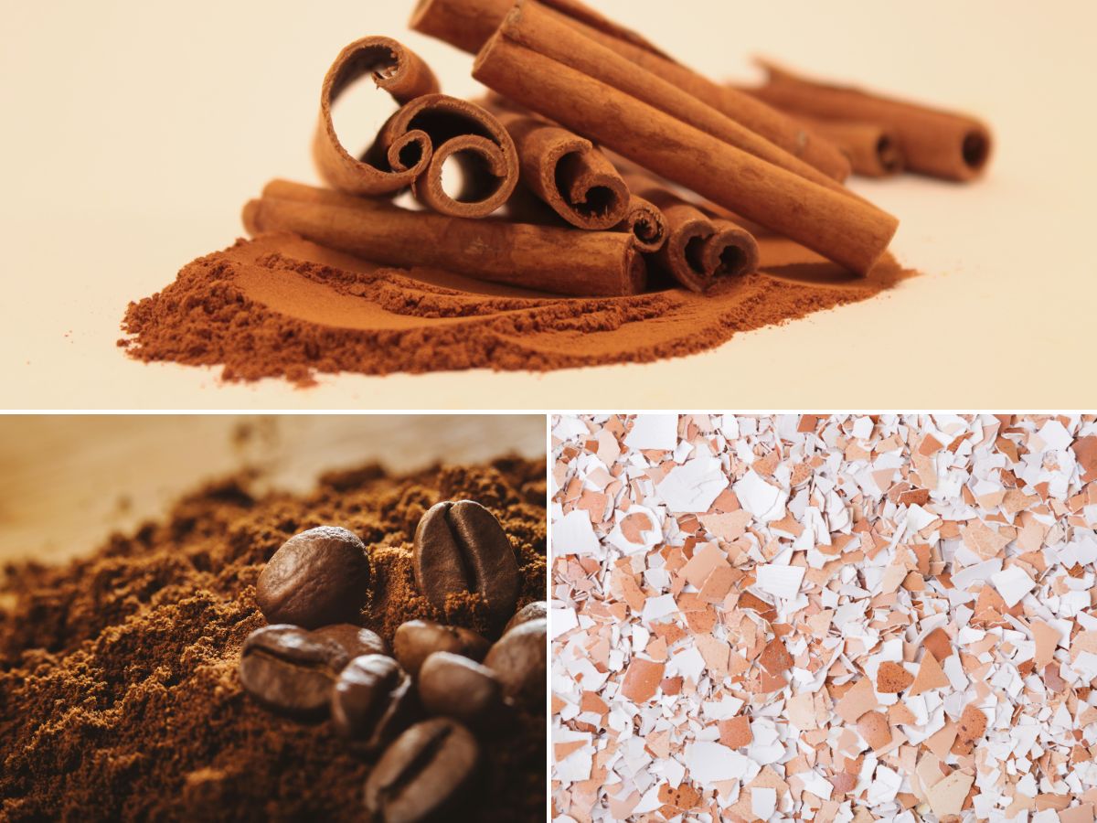 The Surprising Power of Cinnamon: How to Use It for a Healthier Garden ...