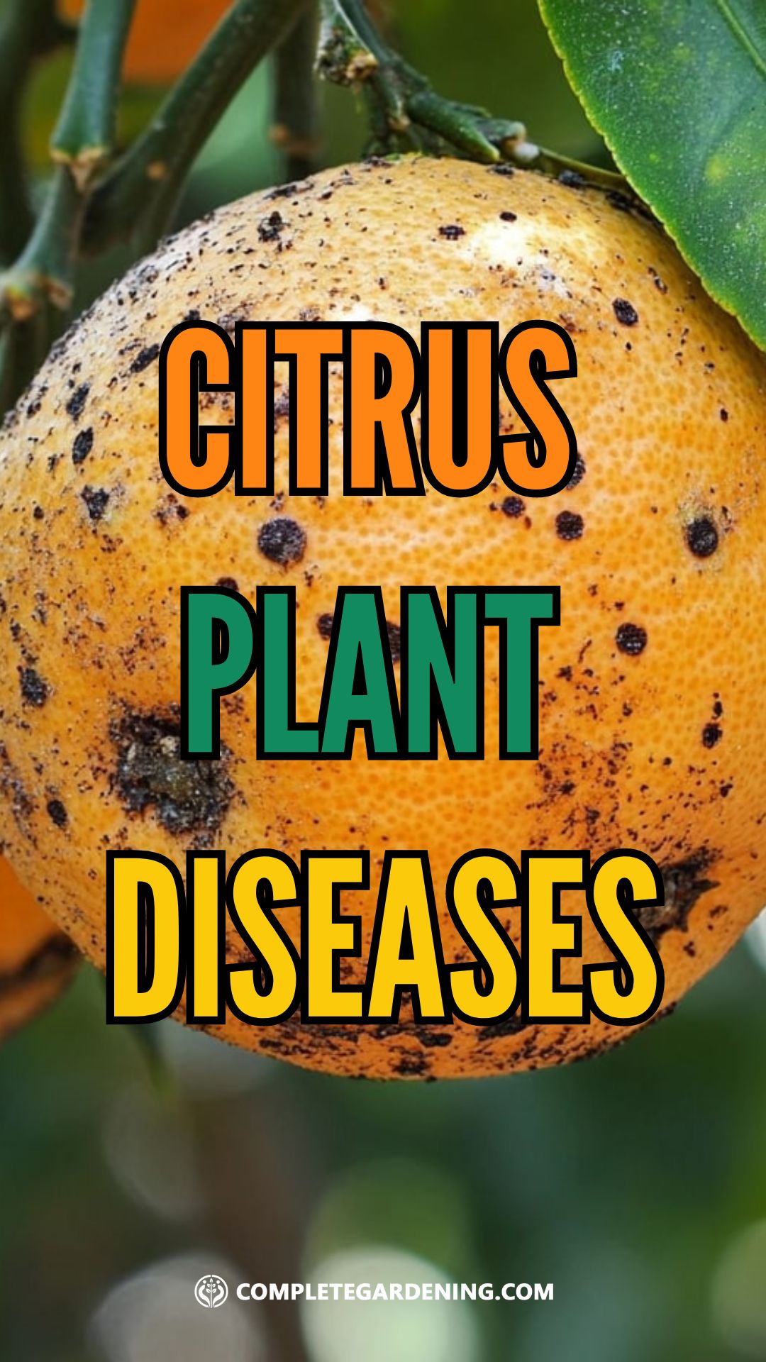 Citrus Plant Diseases: Protecting Your Trees from Common Threats ...