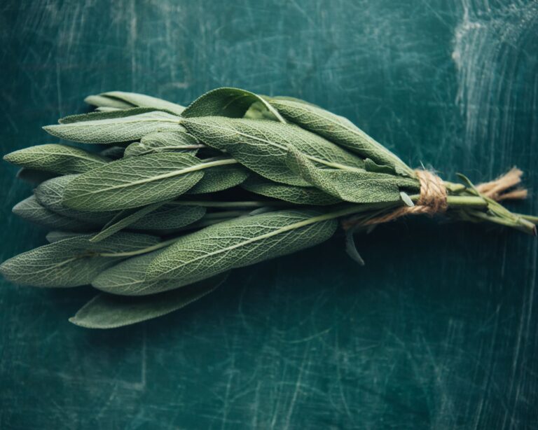 Is Your Sage Ready to Harvest? When and How to Do It Right - Complete ...