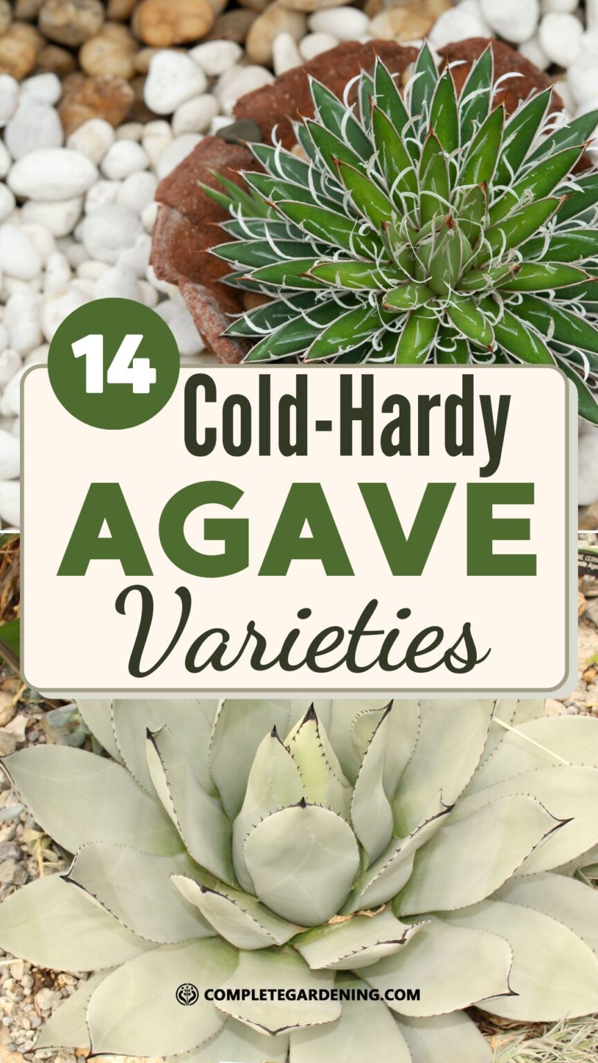 14 Cold-Hardy Agave Varieties That Bring Bold Beauty to Chilly Gardens ...