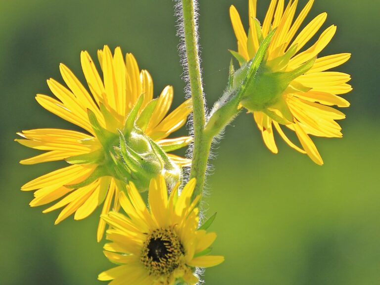 Nature's Autumn Palette: 34 Native Flowers Bringing Gardens to Life ...