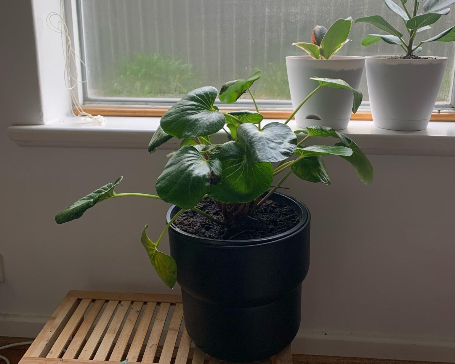 Giant Leopard Plant: The Unexpected Beauty Your Garden Needs - Complete ...