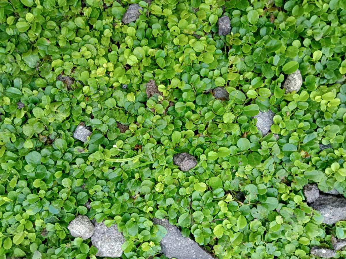 Pet-Safe Ground Covers: 23 Creepers for a Lush Garden - Complete Gardening