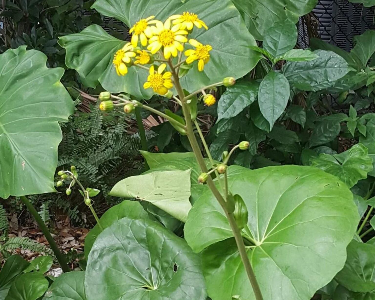 Giant Leopard Plant: The Unexpected Beauty Your Garden Needs - Complete ...