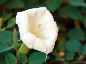 Toxic Blooms: 35 Flowers That Can Be Dangerous - Complete Gardening