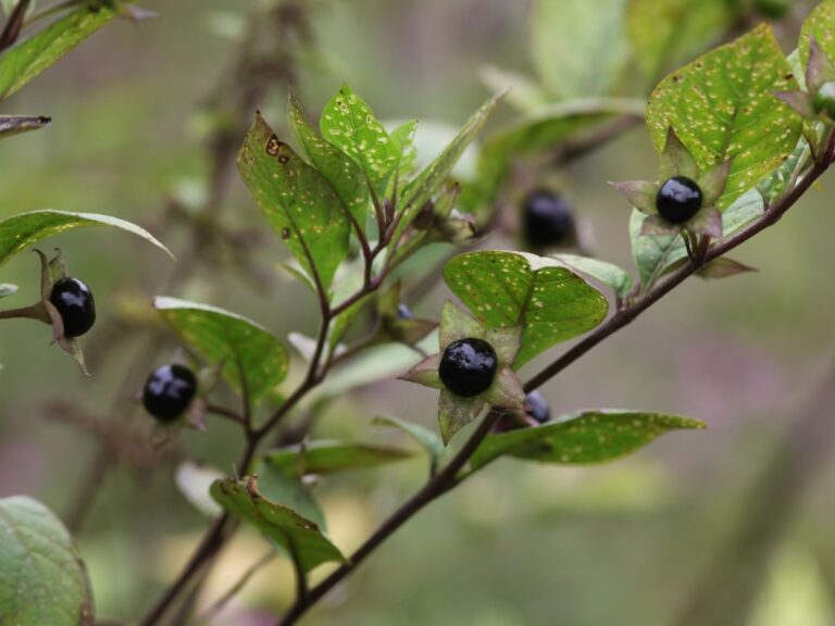 Toxic Blooms: 35 Flowers That Can Be Dangerous - Complete Gardening