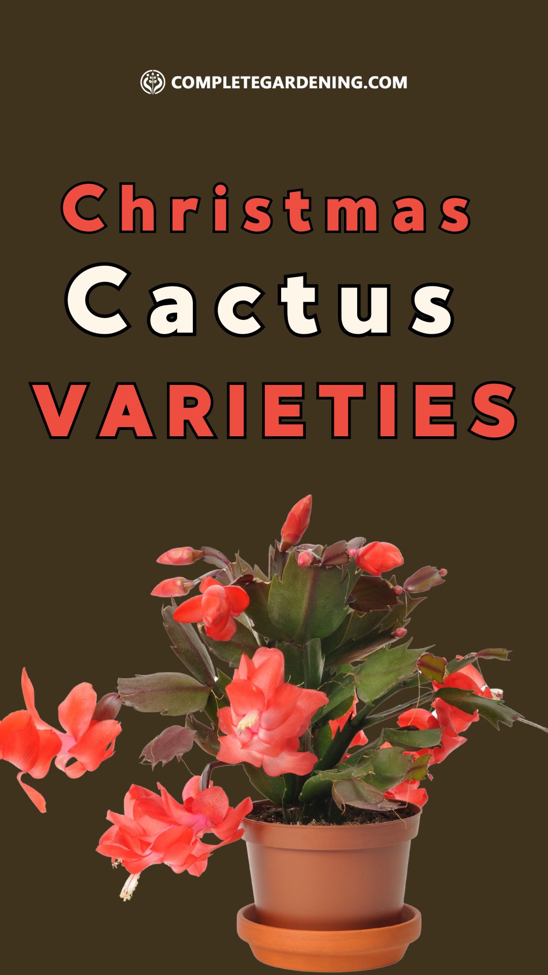 Discover the Different Christmas Cactus Varieties: Which One Suits You ...