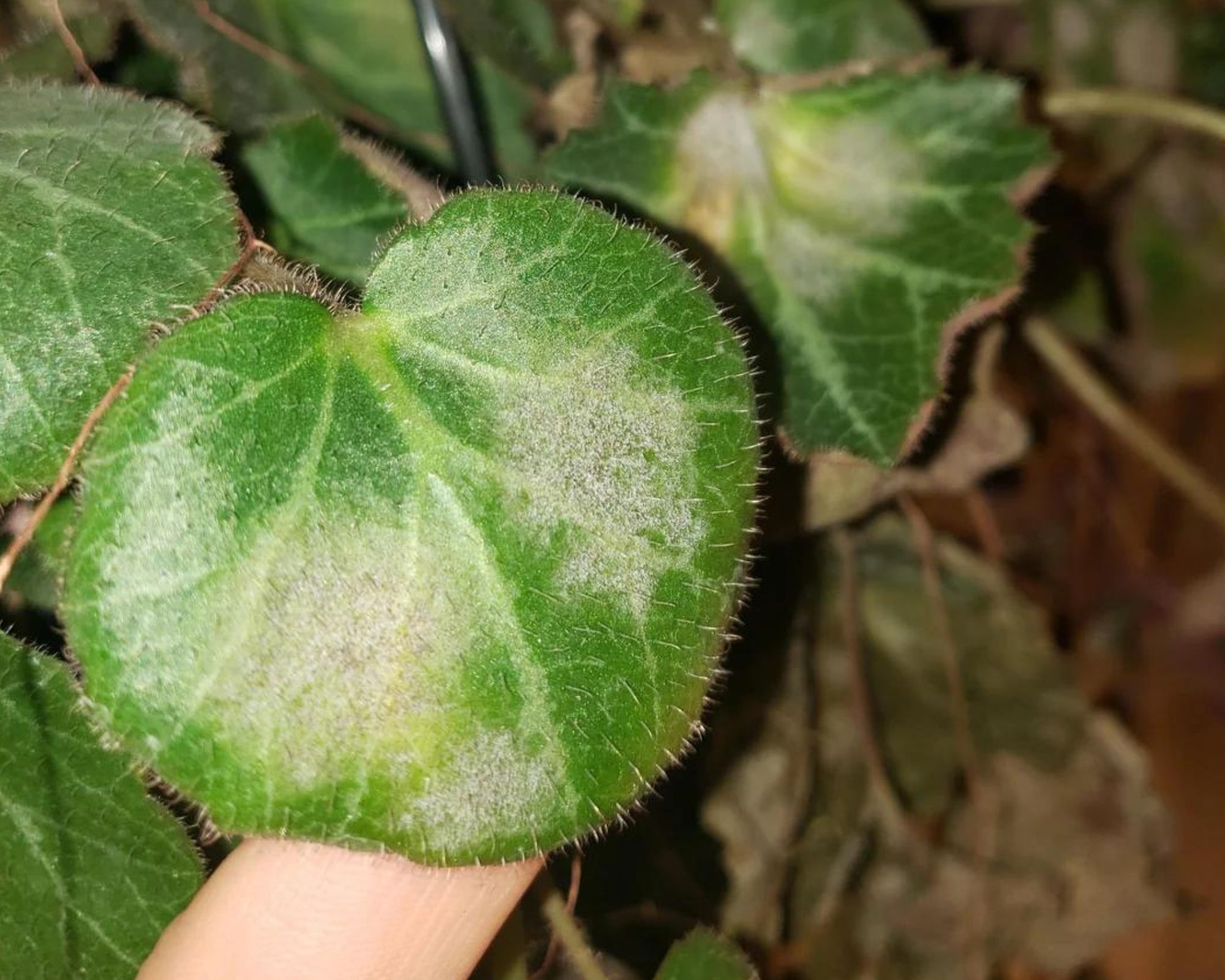 Strawberry Begonia Growing Tips You Won’t Want to Miss - Complete Gardening