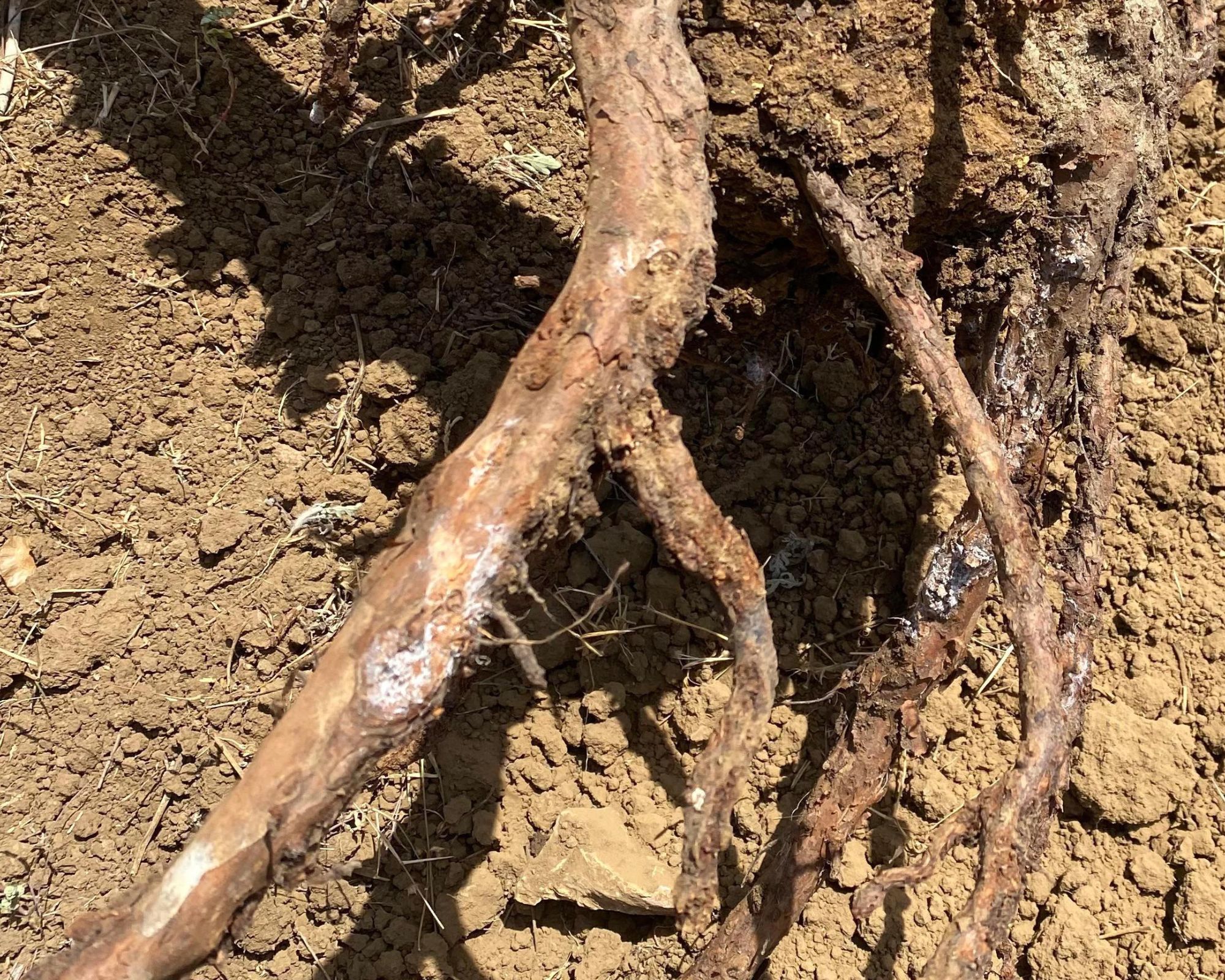 Perfect Guava in Containers, No Yard Needed! - Complete Gardening