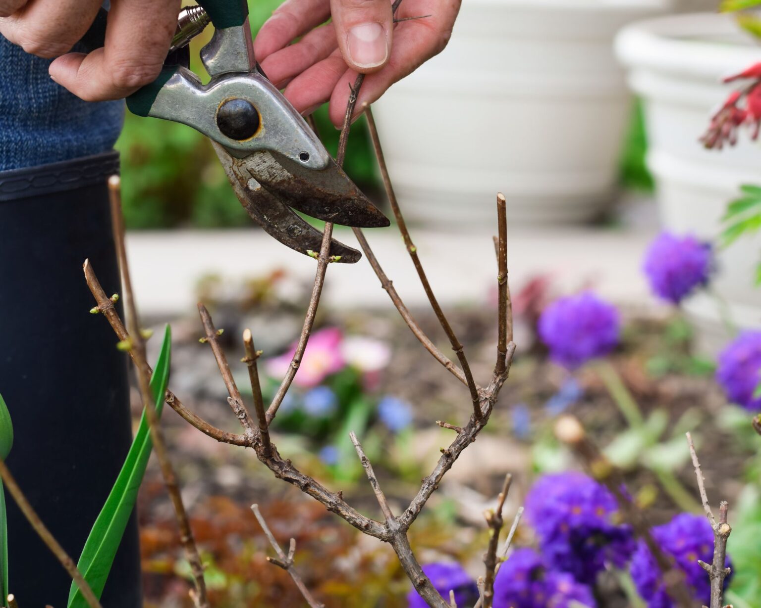 Pruning Schedule for Your Garden: Best Times to Trim - Complete Gardening