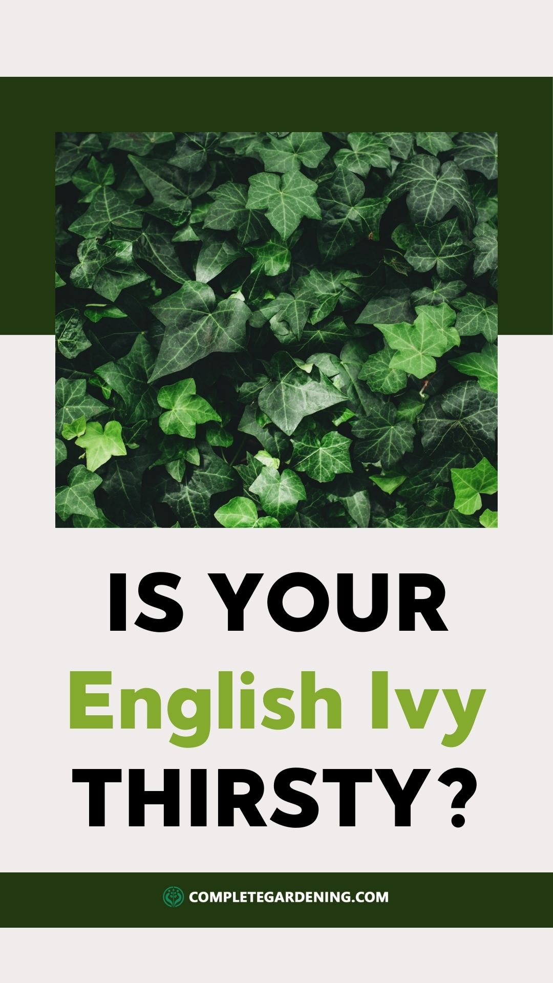 English Ivy Watering Tips: Is Your Plant Getting Enough? - Complete ...