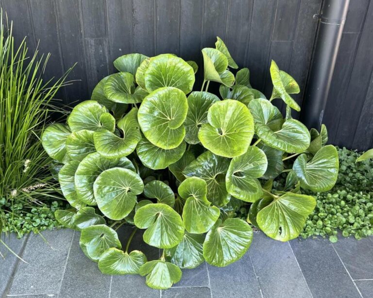 Giant Leopard Plant: The Unexpected Beauty Your Garden Needs - Complete ...