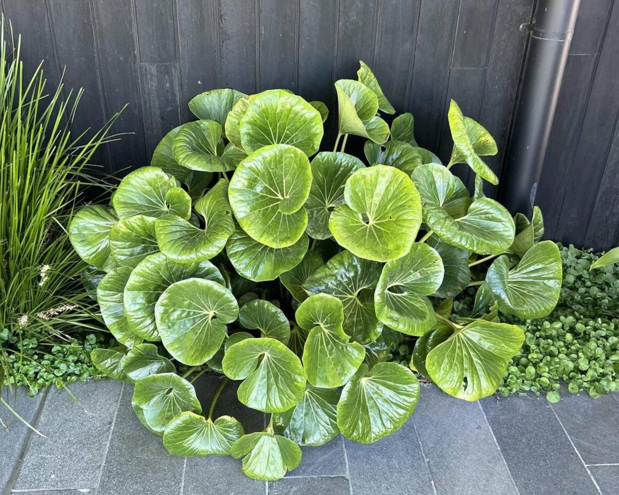 Giant Leopard Plant: The Unexpected Beauty Your Garden Needs - Complete ...