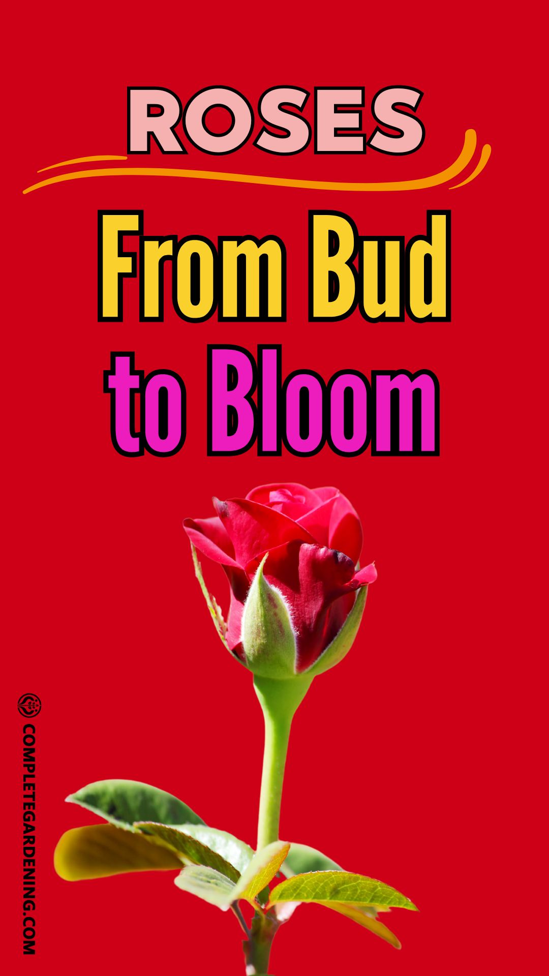 From Bud to Bloom: How to Grow Roses Successfully - Complete Gardening