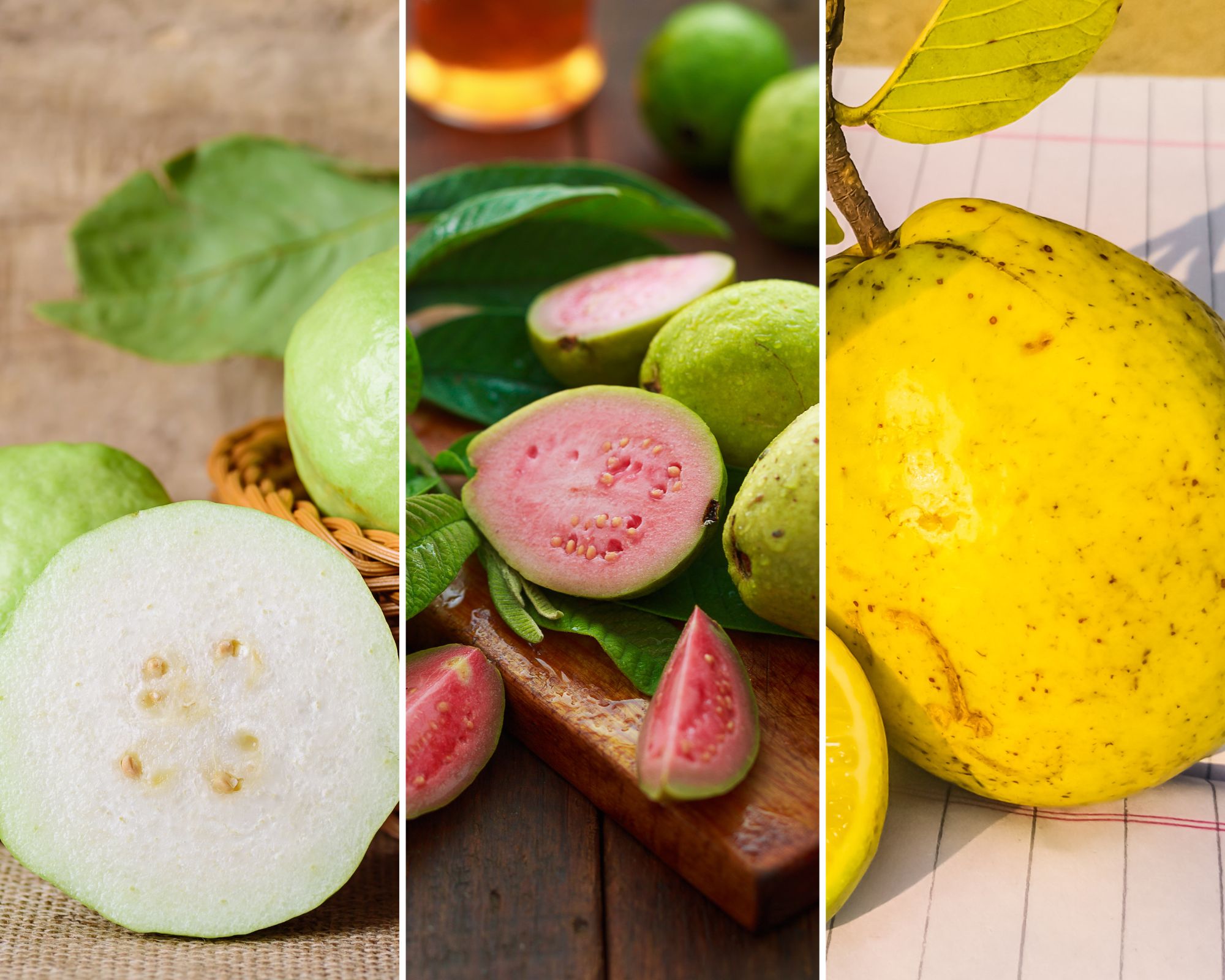 Perfect Guava in Containers, No Yard Needed! - Complete Gardening