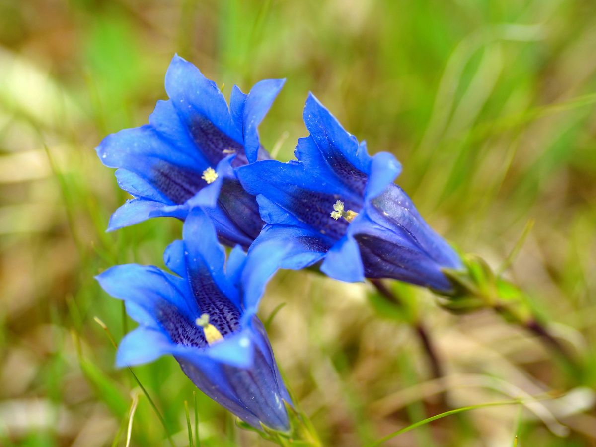 Nature's Autumn Palette: 34 Native Flowers Bringing Gardens to Life ...
