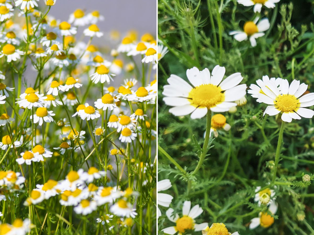 Chamomile’s Hidden Powers: 13 Brilliant Reasons to Start Growing It ...
