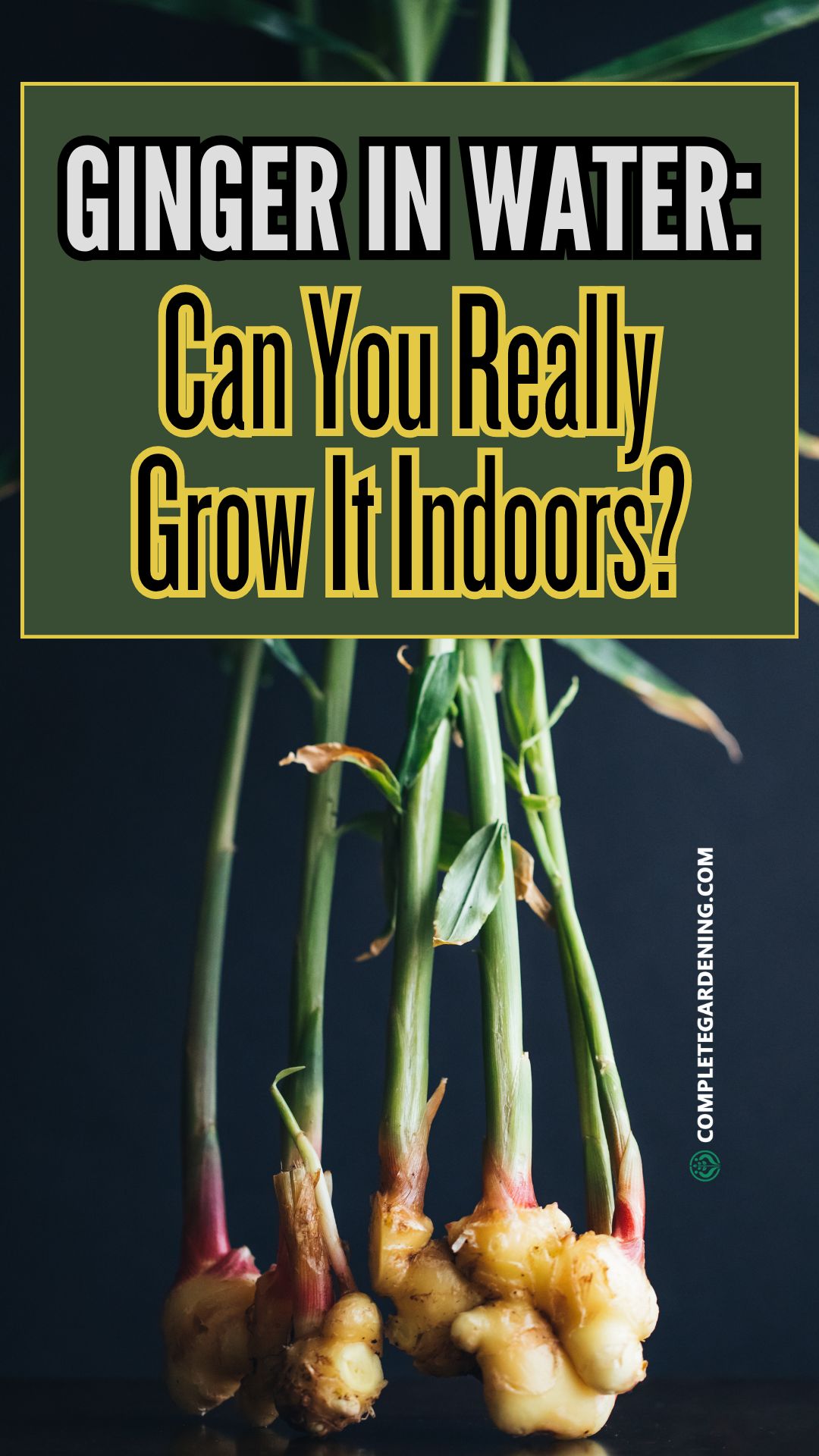 Ginger in Water: Can You Really Grow It Indoors? - Complete Gardening