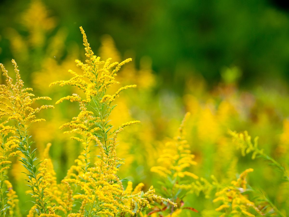 Nature's Autumn Palette: 34 Native Flowers Bringing Gardens to Life ...