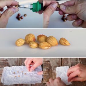 Grow Cherries from Stone: Easy 7-Day Cultivation Guide - Complete Gardening