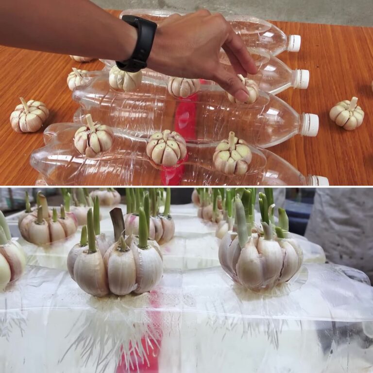 Grow Garlic in Water for a Continuous Supply: A Step-by-Step Guide ...