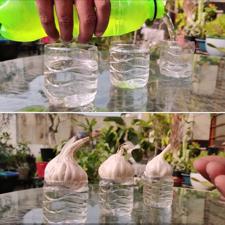 Grow Garlic in Water for a Continuous Supply: A Step-by-Step Guide ...