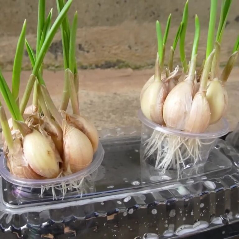 Grow Garlic in Water for a Continuous Supply: A Step-by-Step Guide ...