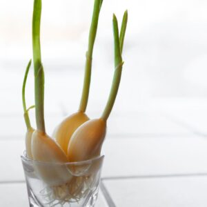 Grow Garlic in Water for a Continuous Supply: A Step-by-Step Guide ...