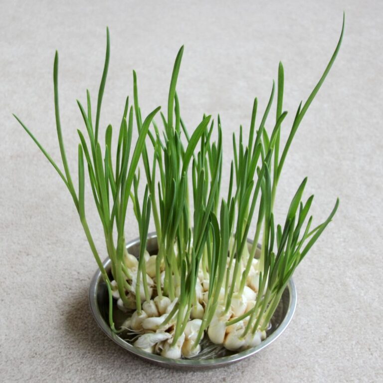 Grow Garlic in Water for a Continuous Supply: A Step-by-Step Guide ...
