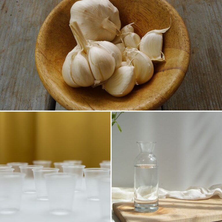 Grow Garlic in Water for a Continuous Supply: A Step-by-Step Guide ...