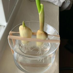 Grow Garlic in Water for a Continuous Supply: A Step-by-Step Guide ...