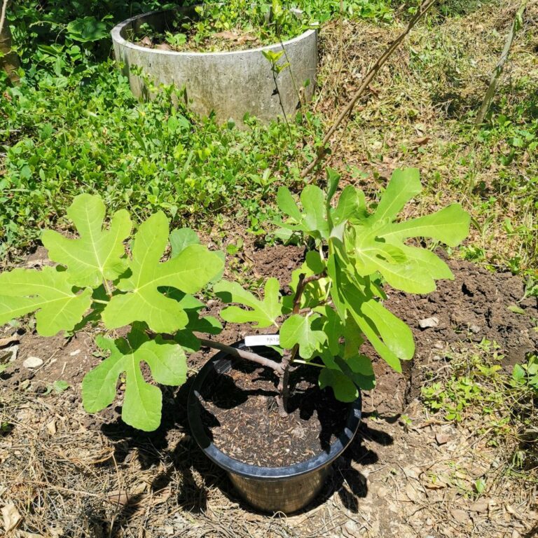 Growing Figs from Seeds in a Pot: Harvest Homegrown Figs with Ease ...