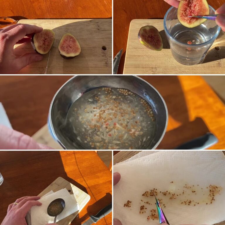 Growing Figs from Seeds in a Pot: Harvest Homegrown Figs with Ease ...