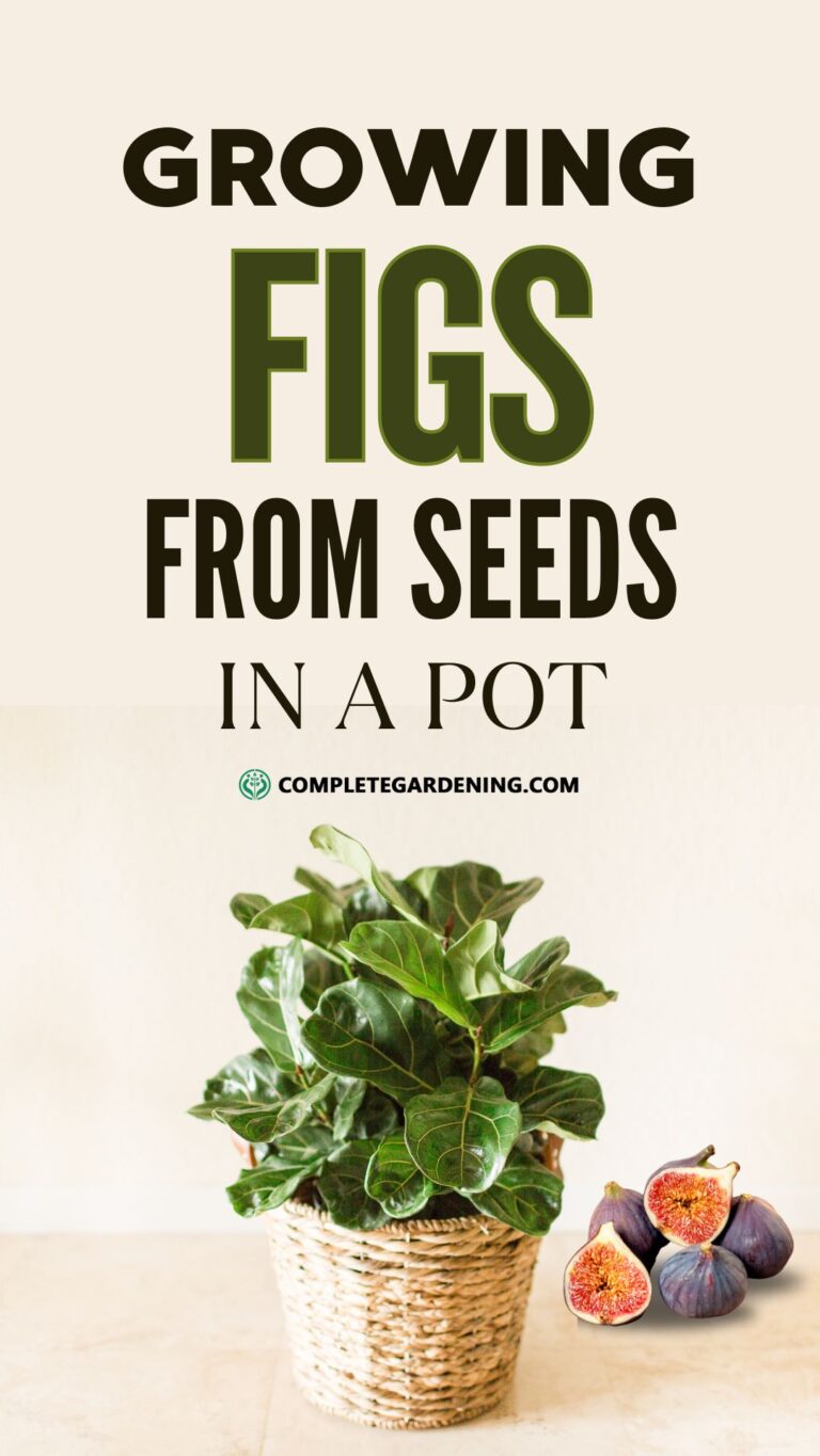 Growing Figs from Seeds in a Pot: Harvest Homegrown Figs with Ease - Complete Gardening