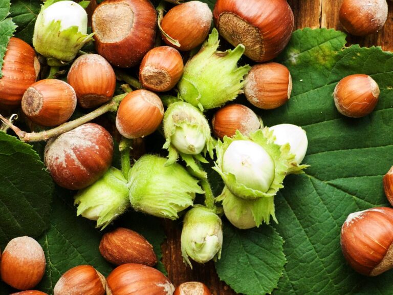 Autumn's Wild Harvest: 15 Nuts to Gather in Fall - Complete Gardening