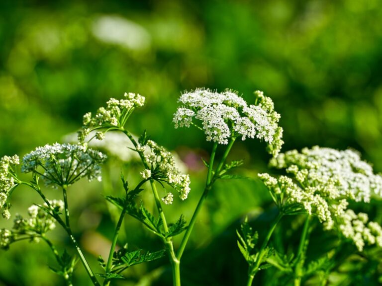 Toxic Blooms: 35 Flowers That Can Be Dangerous - Complete Gardening