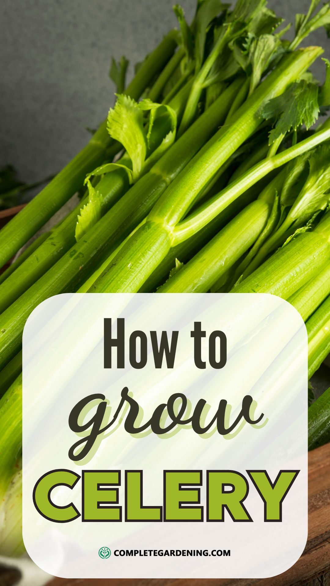 How to Grow Celery: From Garden to Crunchy Goodness - Complete Gardening