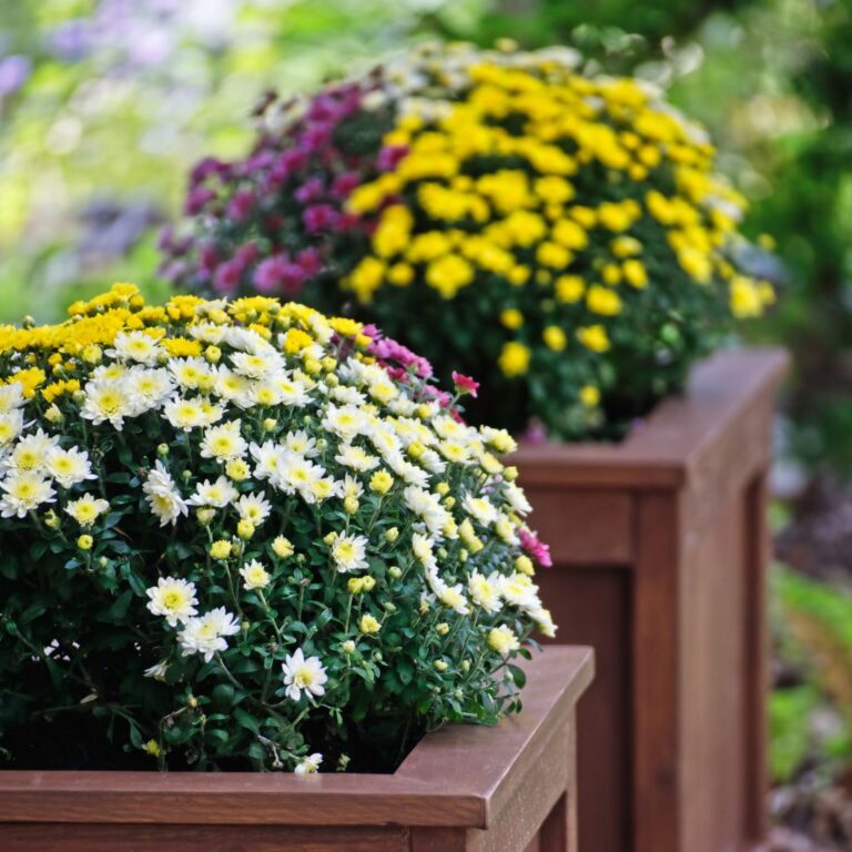 How to Grow Mums: Simple Tips for a Stunning Fall Garden - Complete ...