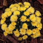 How to Grow Mums: Simple Tips for a Stunning Fall Garden - Complete ...