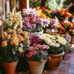 How to Grow Mums: Simple Tips for a Stunning Fall Garden - Complete ...