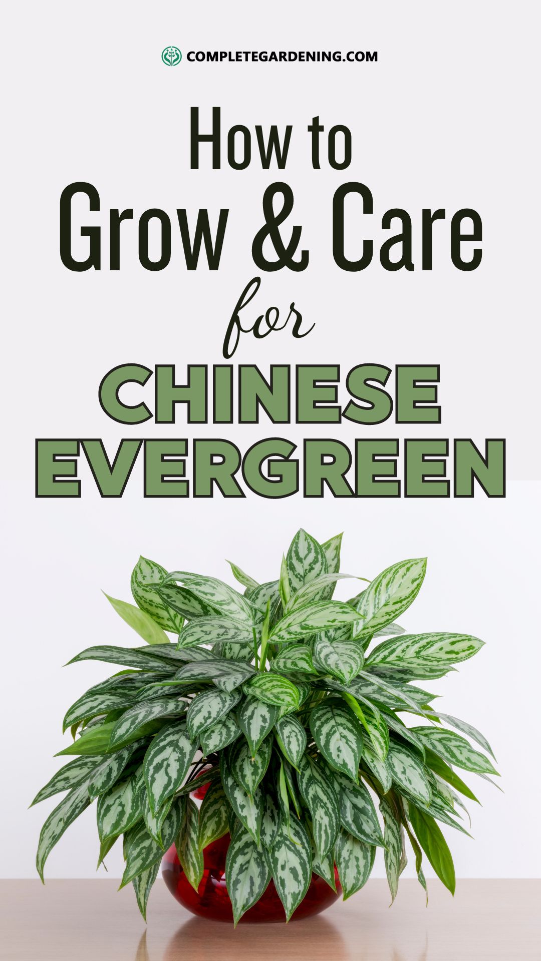 How to Grow and Care for Chinese Evergreen: Easy Tips for Lush Foliage ...