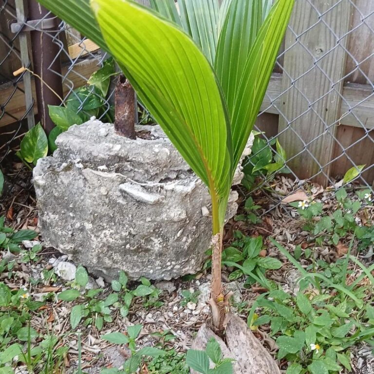 Planting a Coconut Tree at Home: From Seed to Palm - Complete Gardening