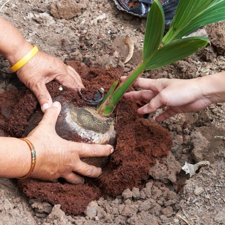 Planting a Coconut Tree at Home: From Seed to Palm - Complete Gardening